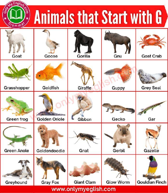 ᐈ Gorgeous Creatures: Discovering the Fascinating Animal Kingdom with ...